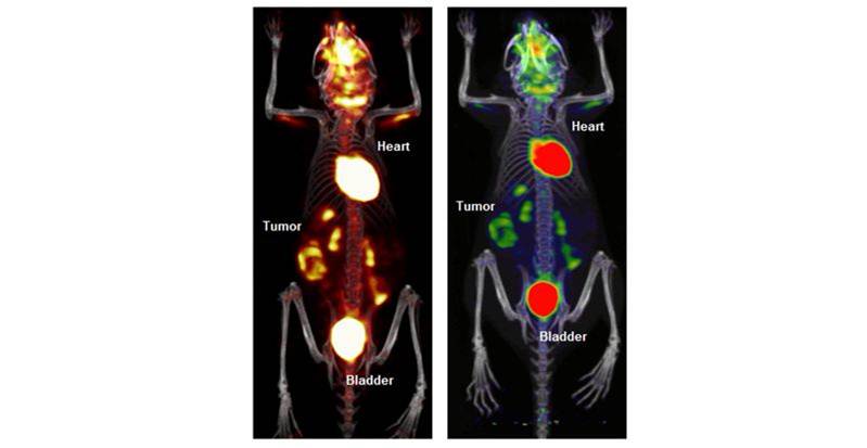 Small animal CT imaging system